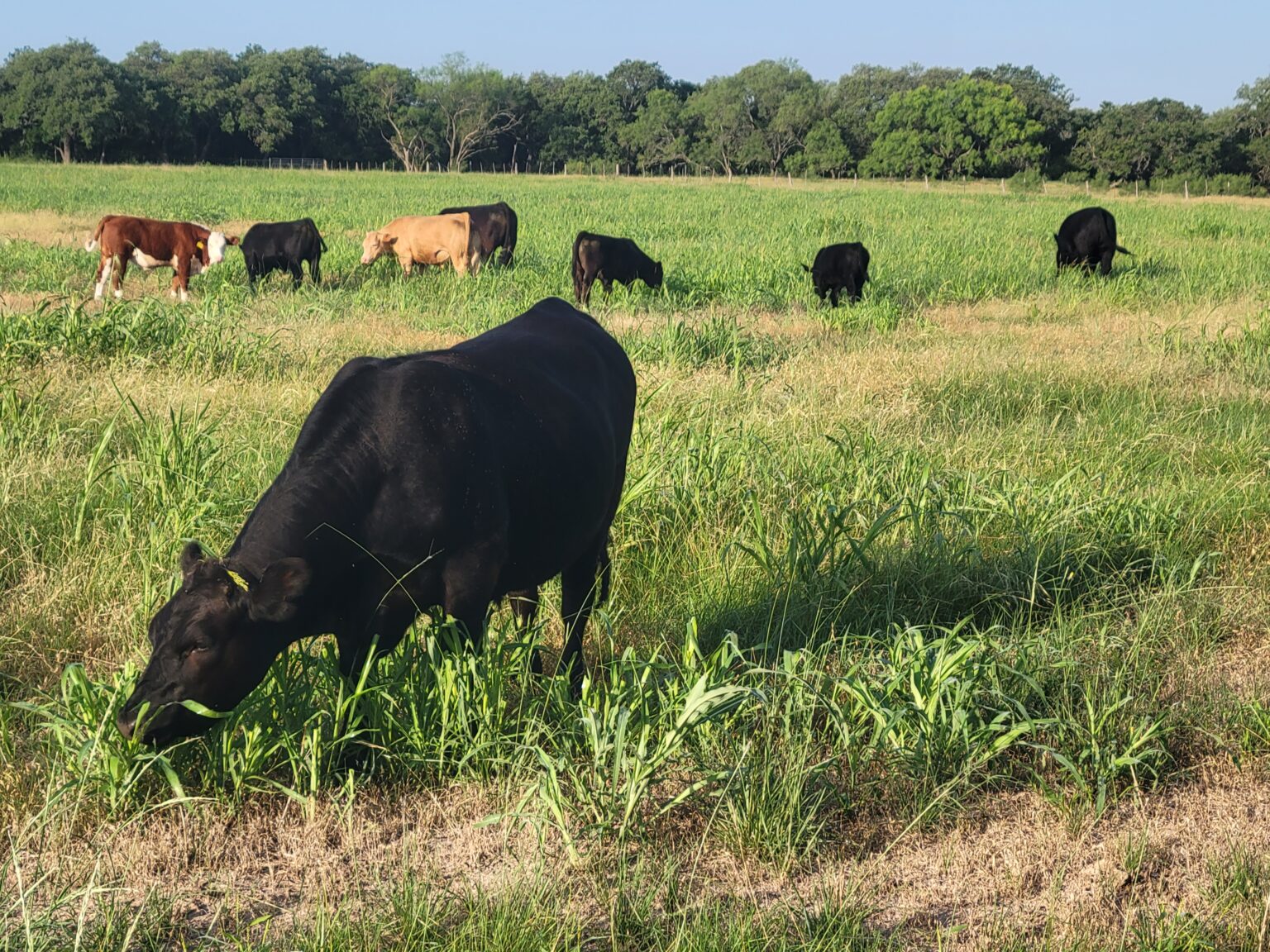 Premium Quality Grass-Fed & Finished Beef Shares - River Hawk Ranch